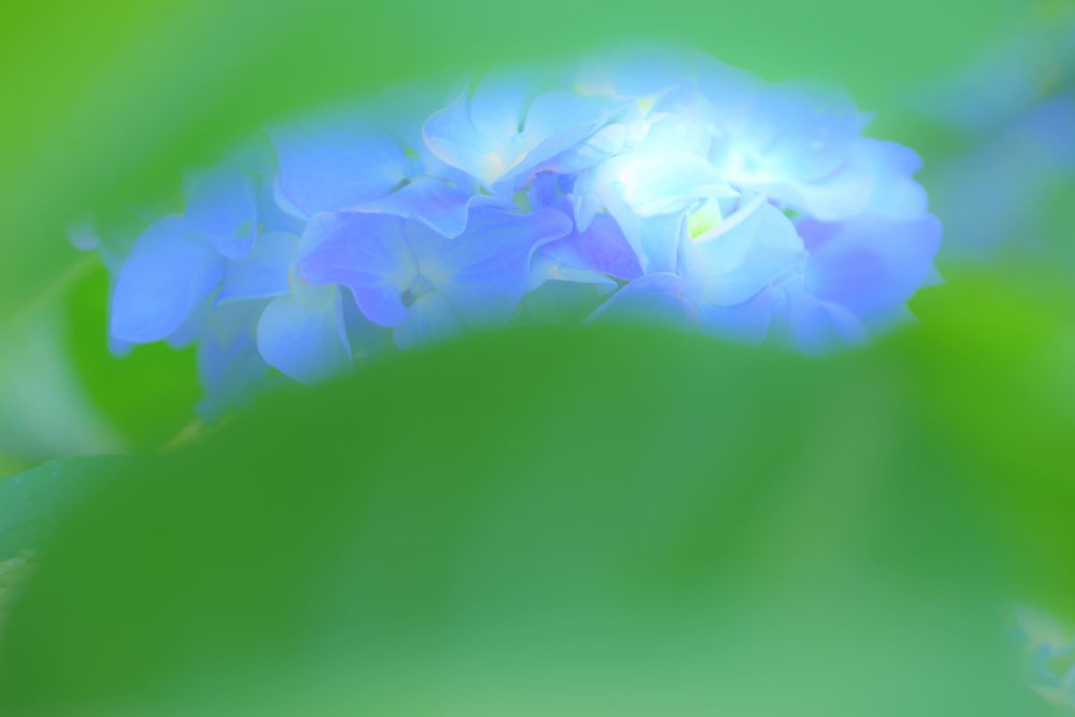 Hydrangea gradation | GANREF