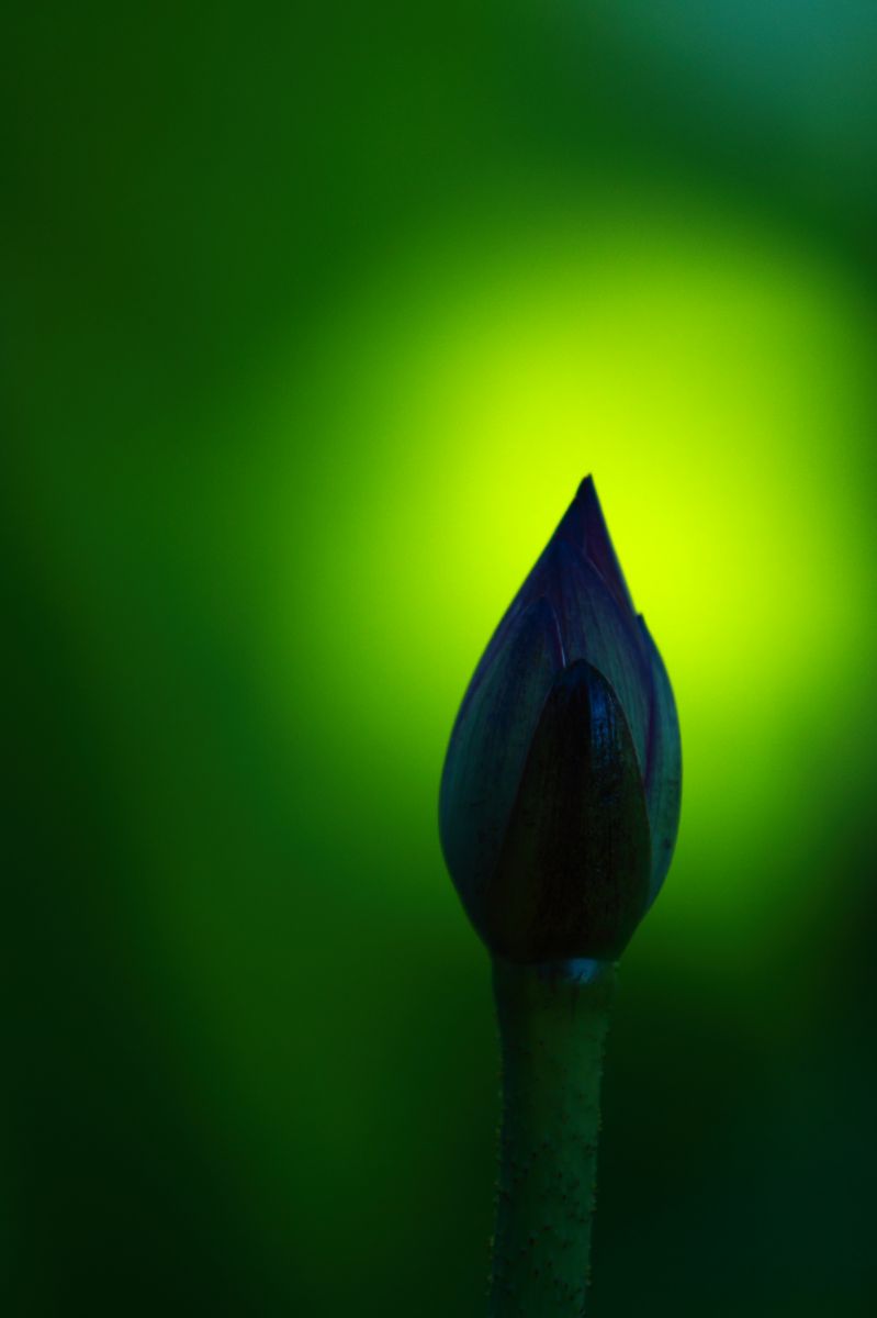 Ever and Again. | GANREF