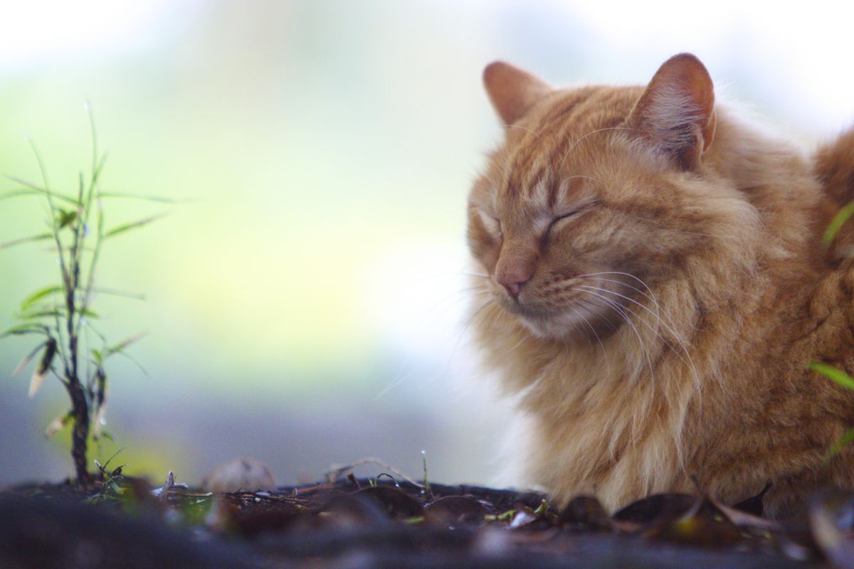 ここちのよい朝 | GANREF