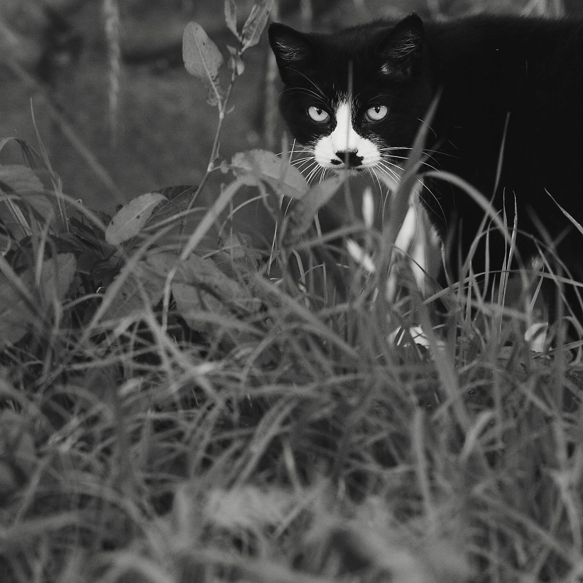 First Contact | GANREF