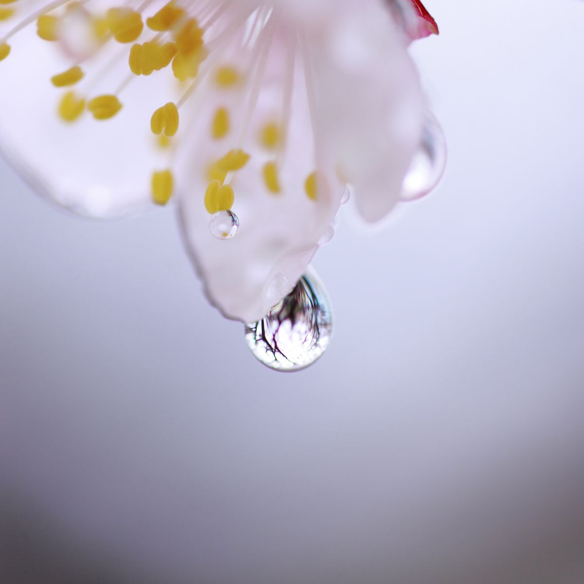 Namida Drops | GANREF