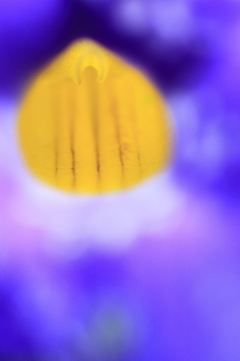 yellow shell | GANREF