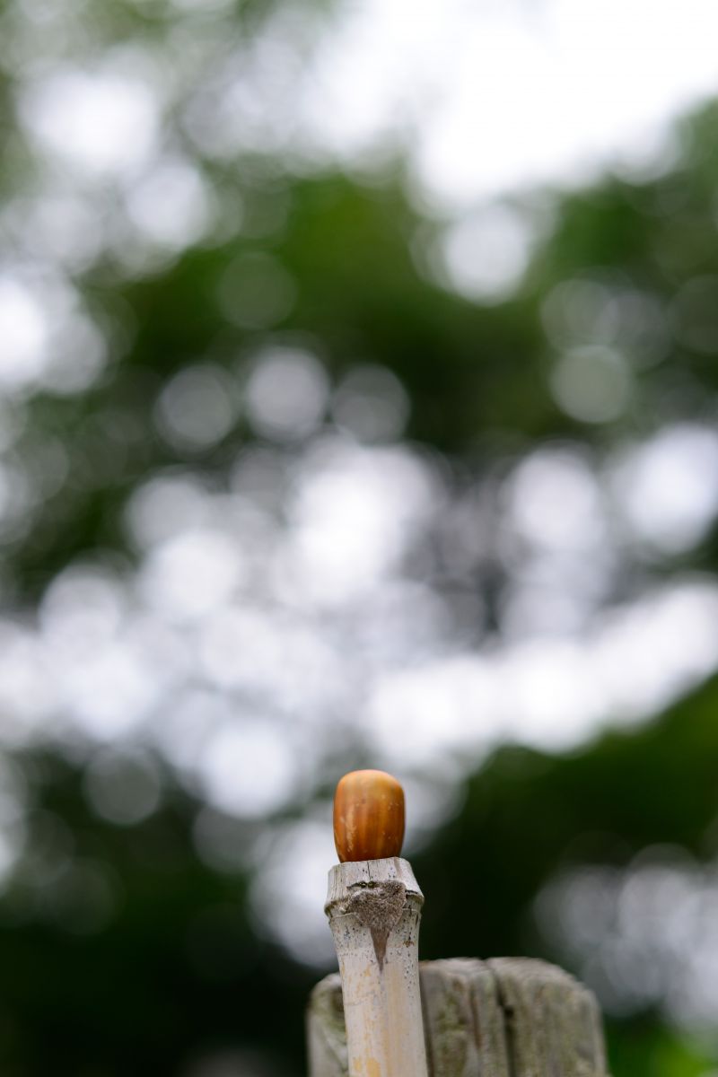 どんぐり | GANREF