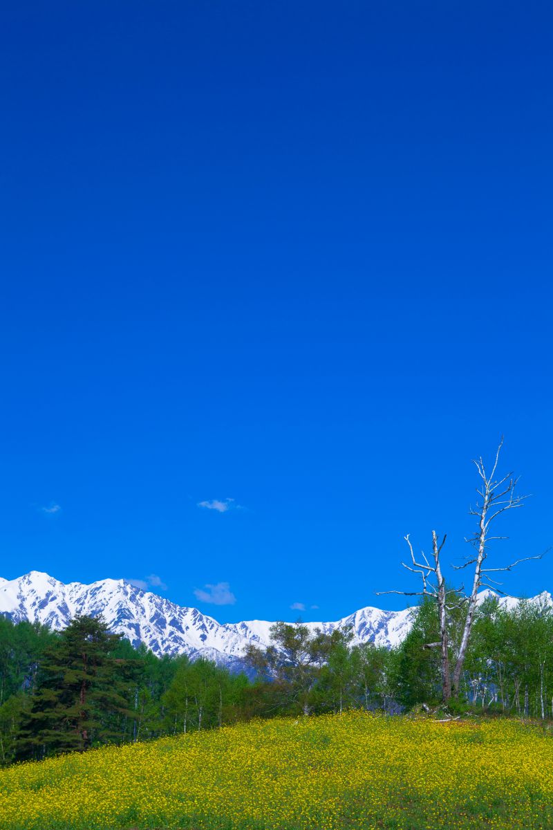 Yellow hill | GANREF