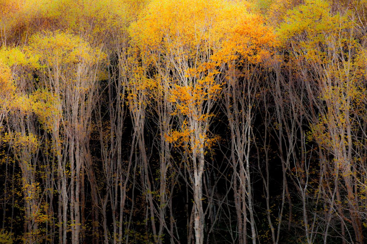 White birch forest | GANREF
