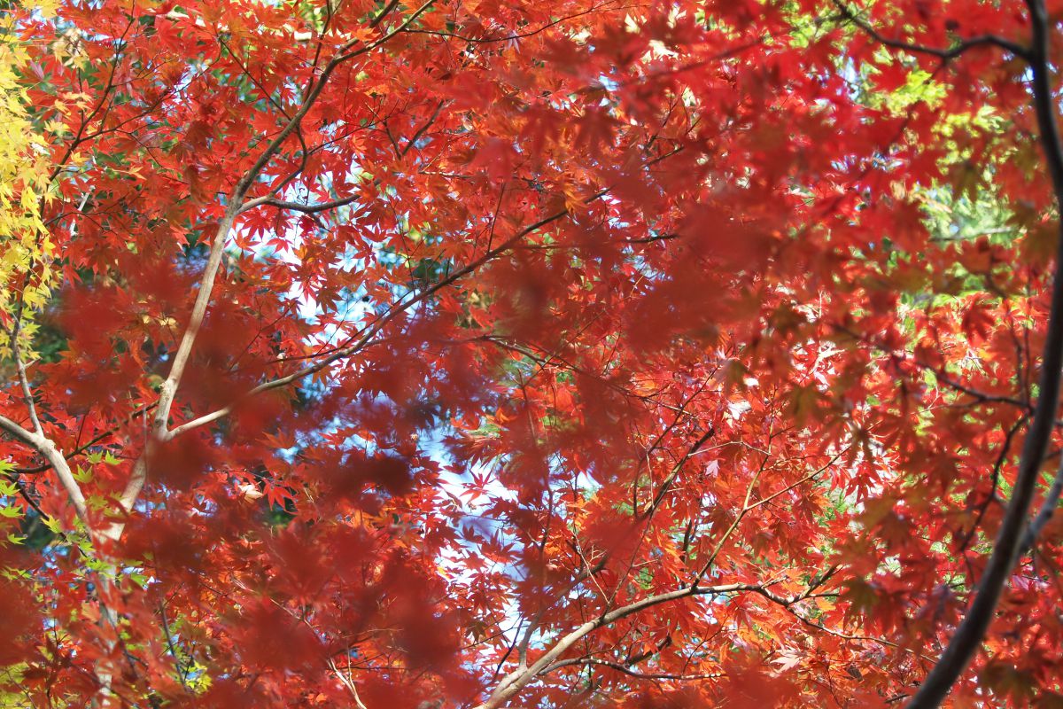 カラフル1 | GANREF