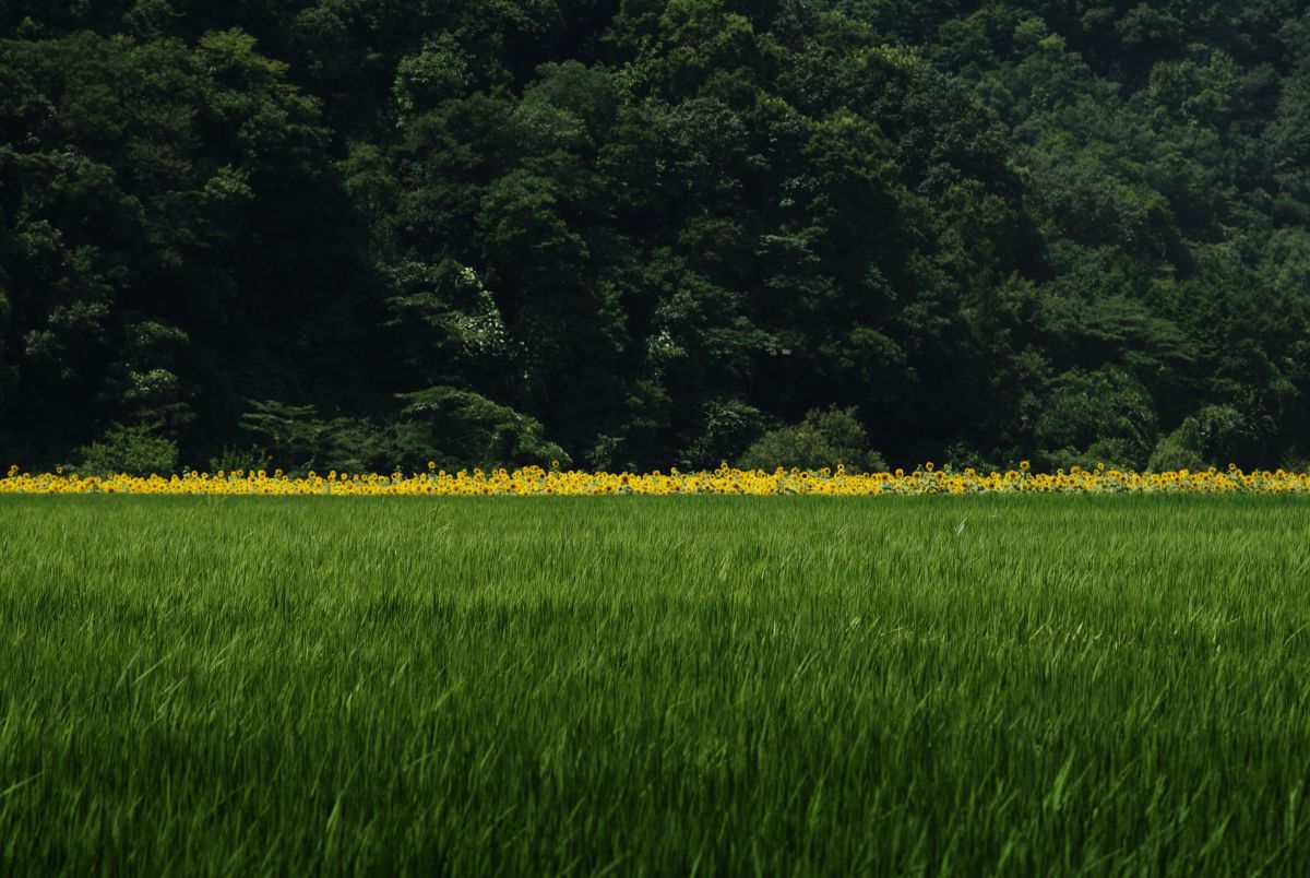 Yellow Line | GANREF