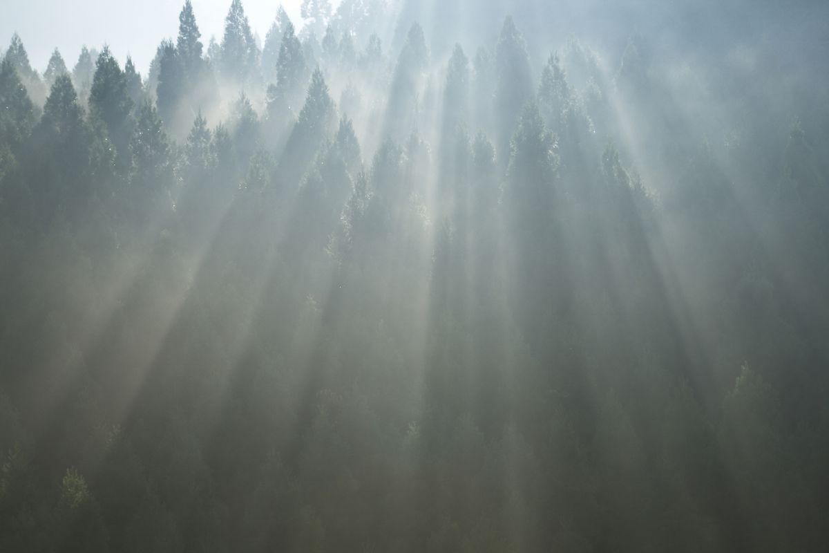 Light Shower | GANREF