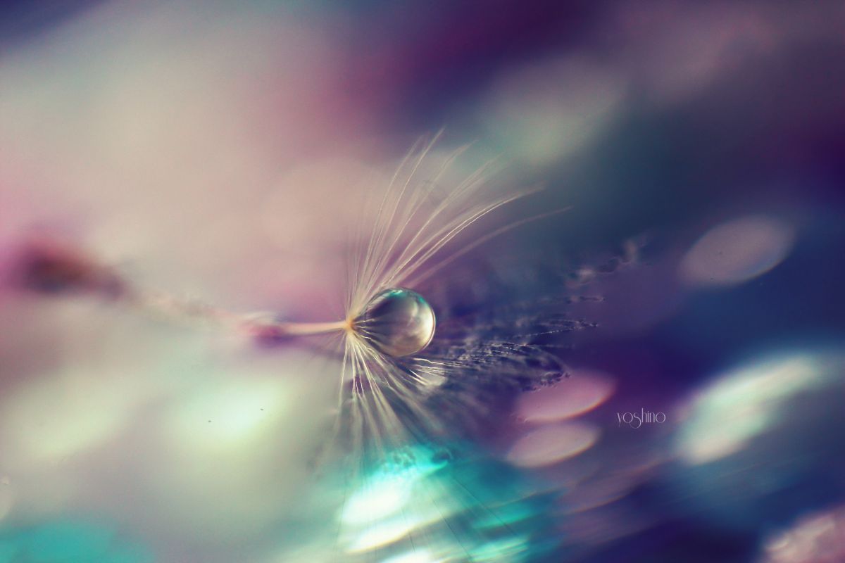 rainbow drops | GANREF