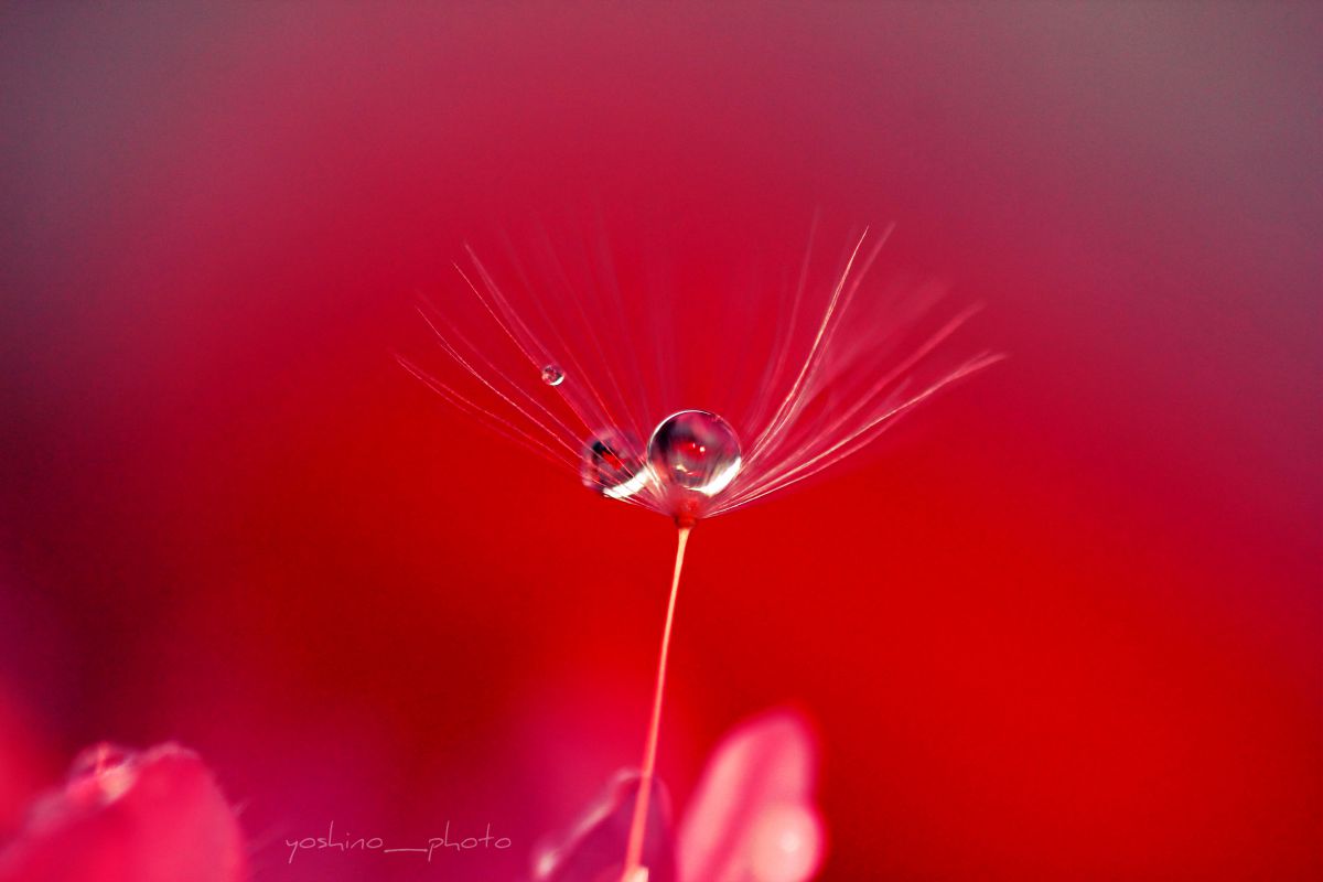 Drops of passion | GANREF