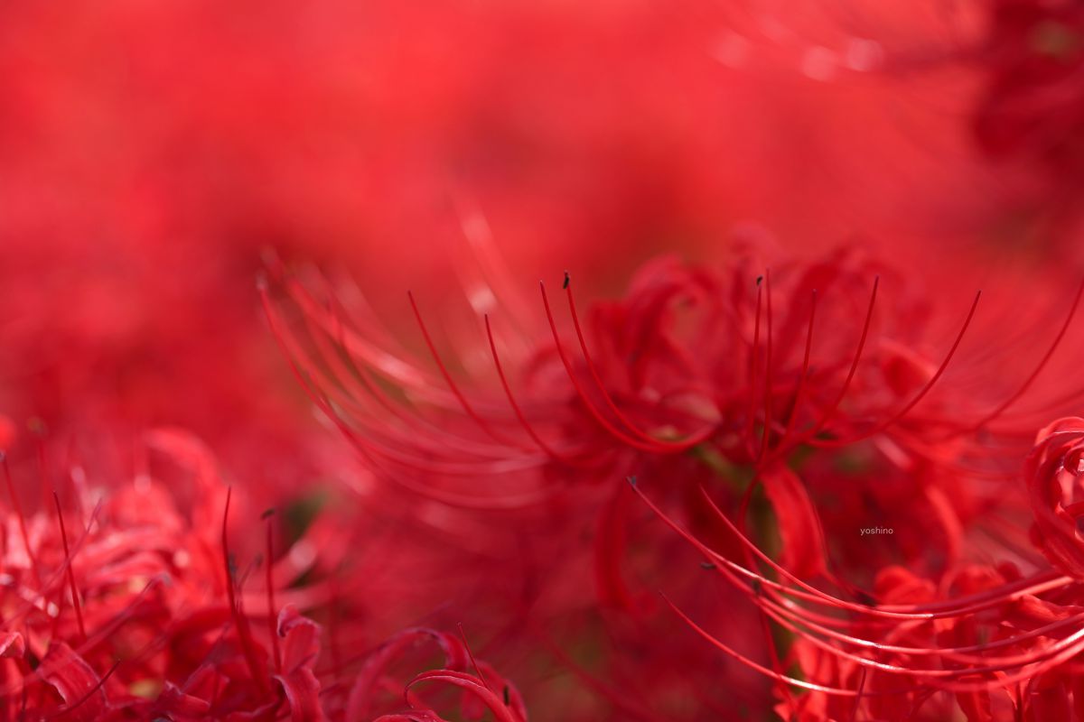 赤の記憶 | GANREF