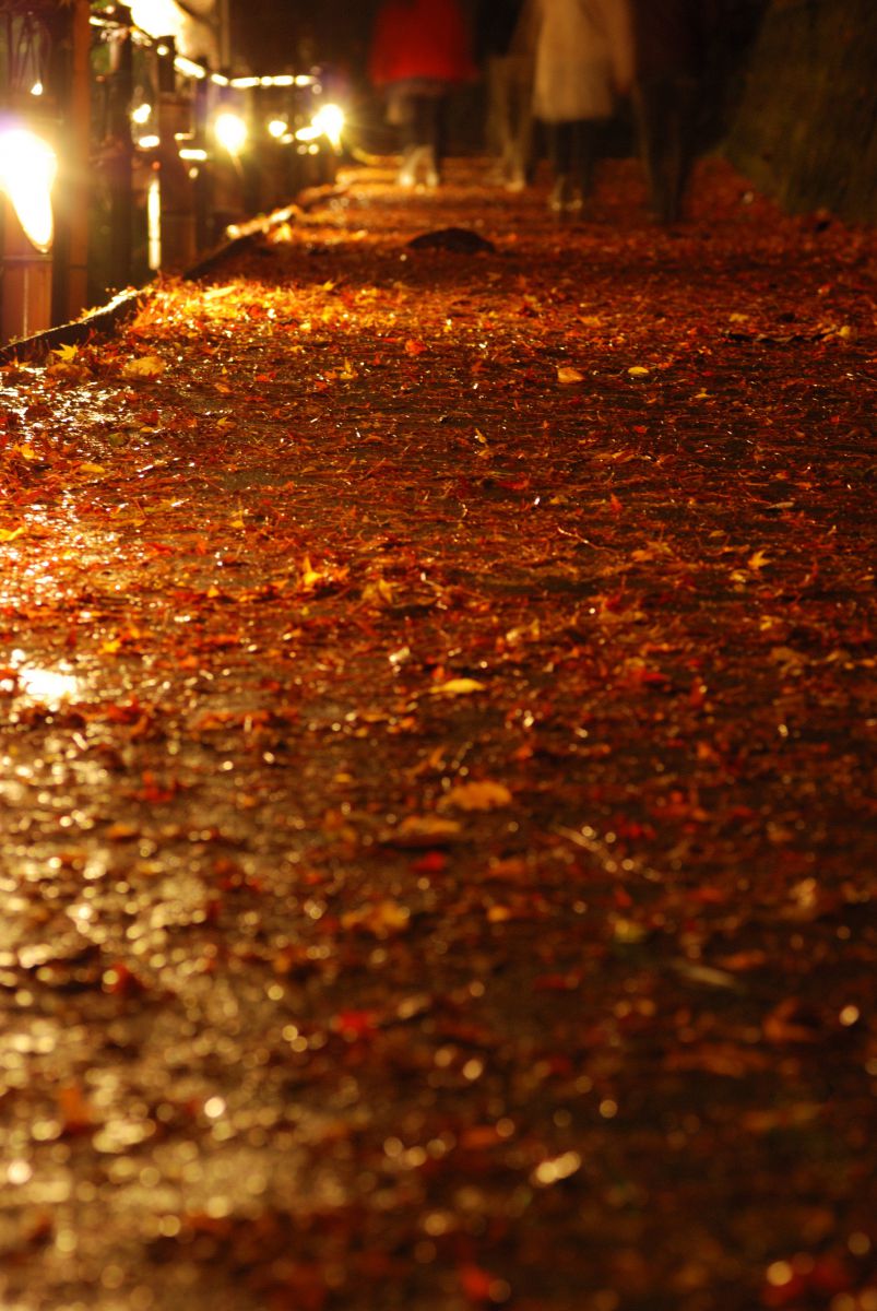 心をよせて | GANREF