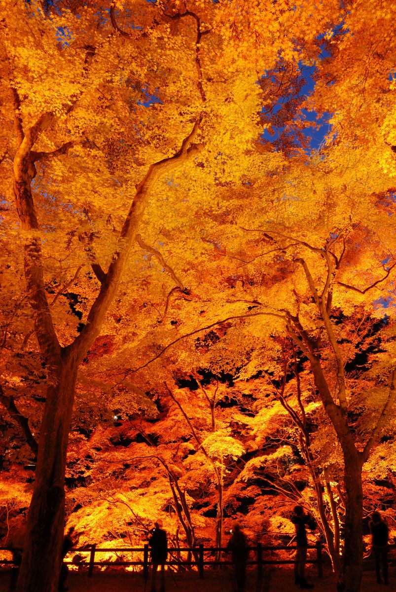 魅せられて | GANREF