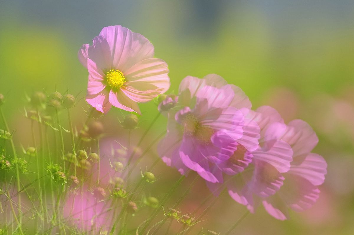 s-_DSC7758_3889.jpg | GANREF