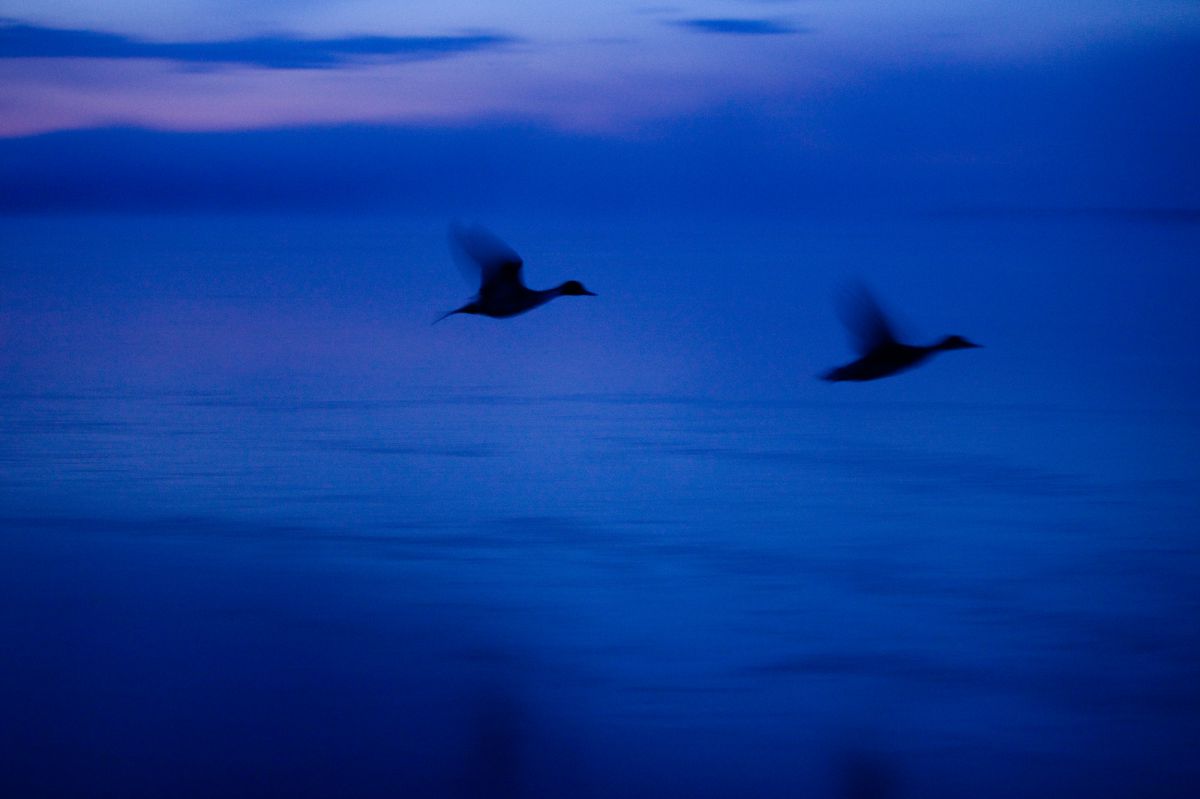 Synchronized | GANREF