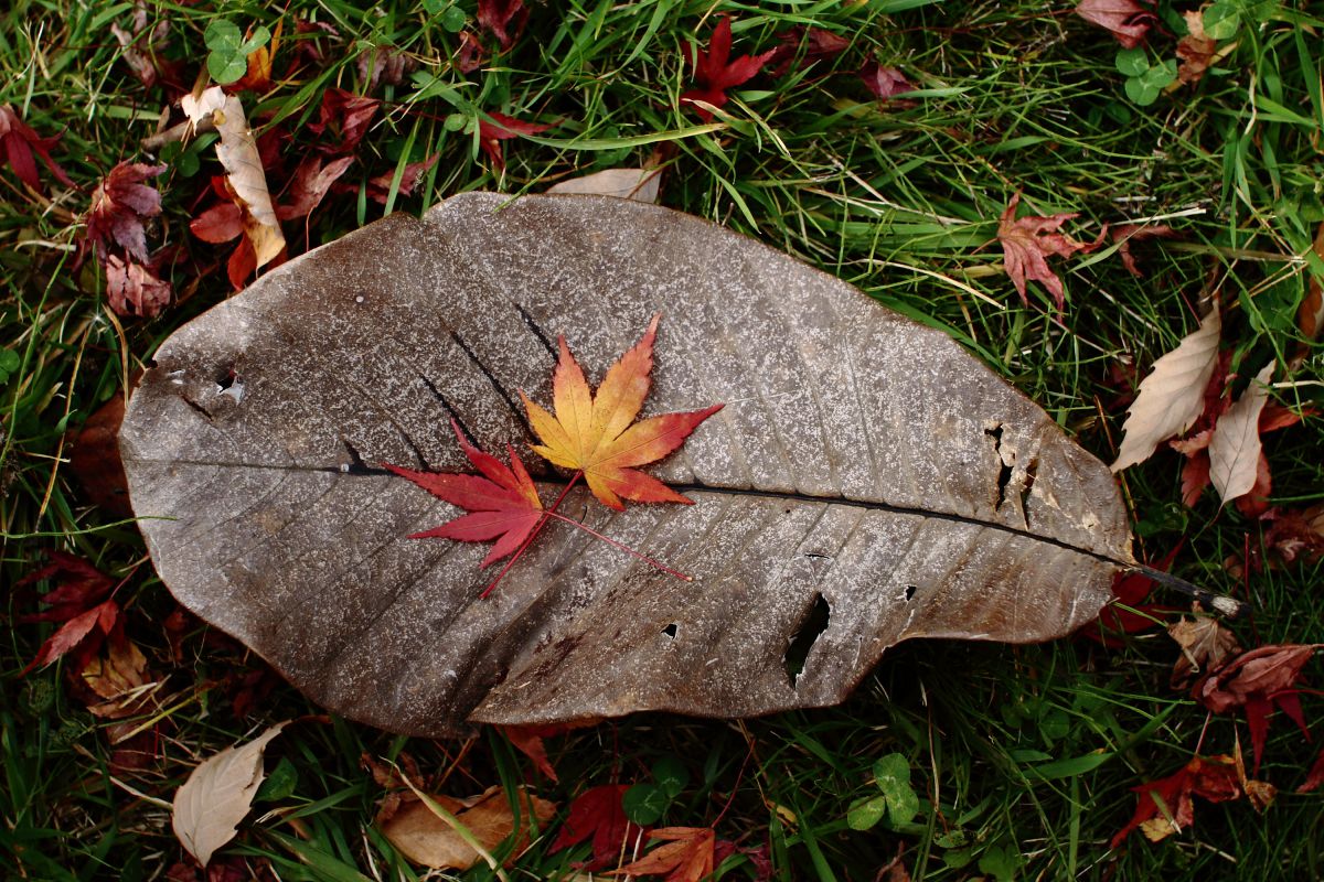 Leaf On Leaf | GANREF