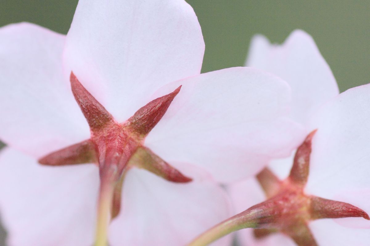 素敵な後ろ姿 | GANREF