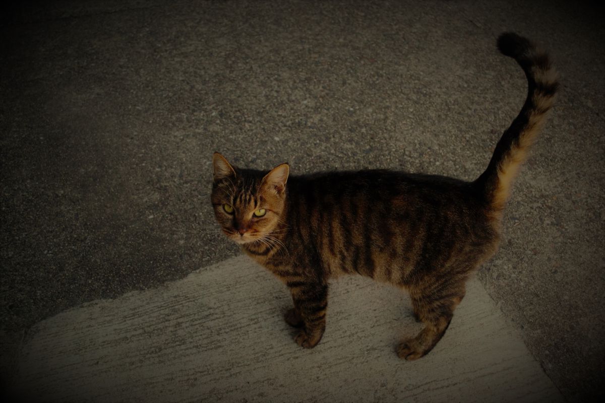 Free-roaming cat | GANREF