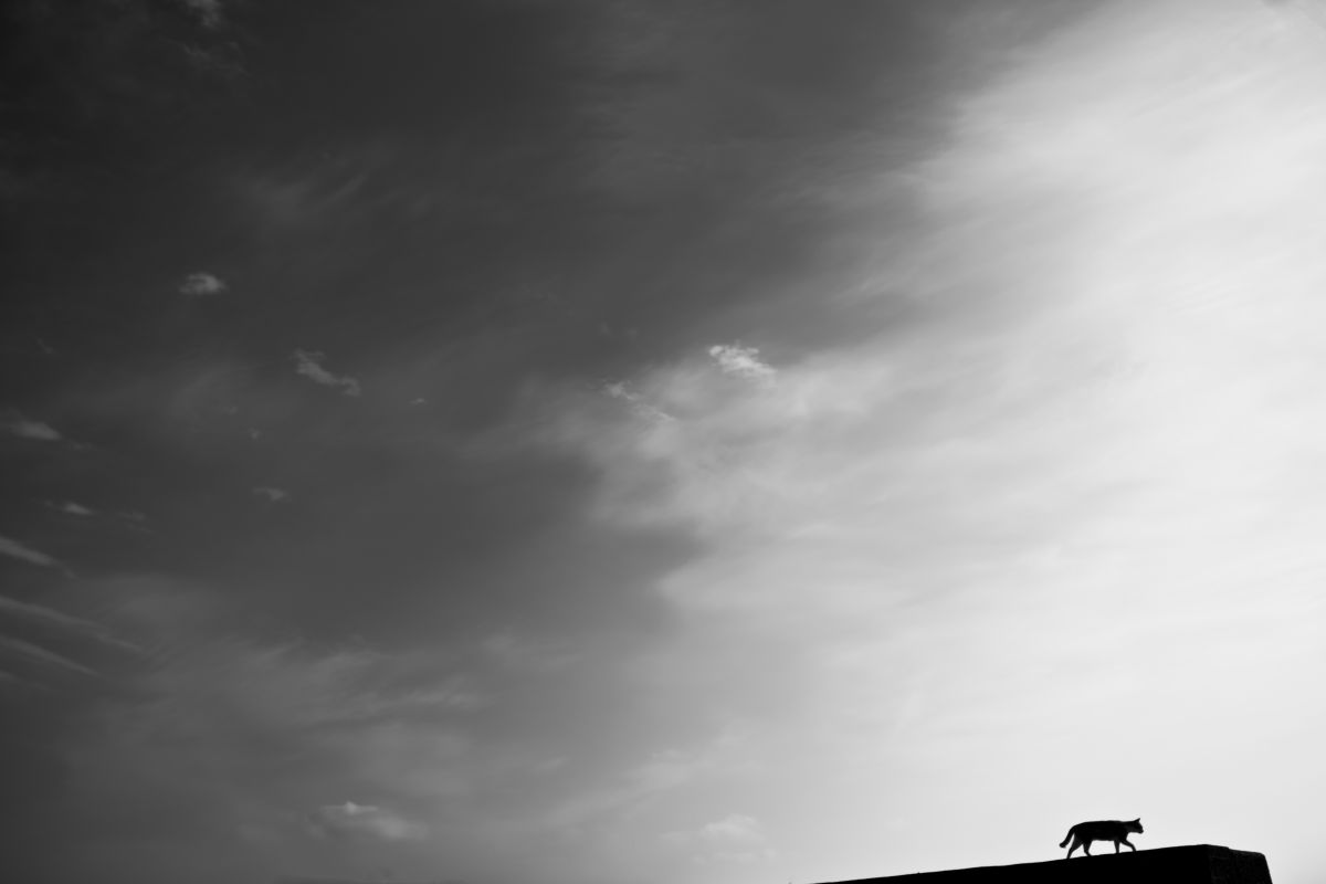 black。。。 | GANREF