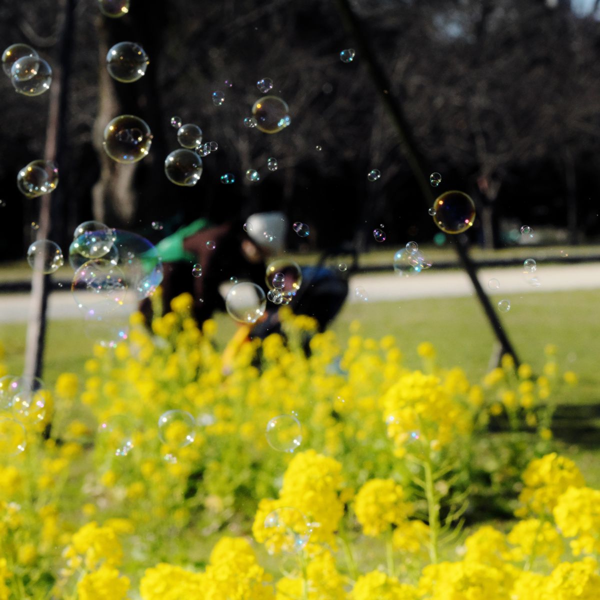 シャボン玉ホリデー | GANREF