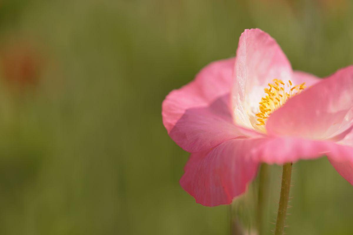 気ままにポピー | GANREF