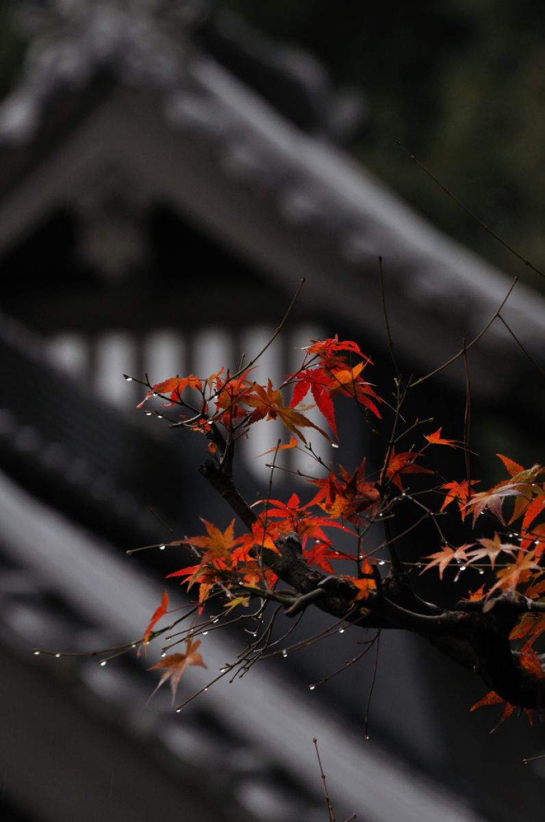 s-DSC_8748.jpg | GANREF