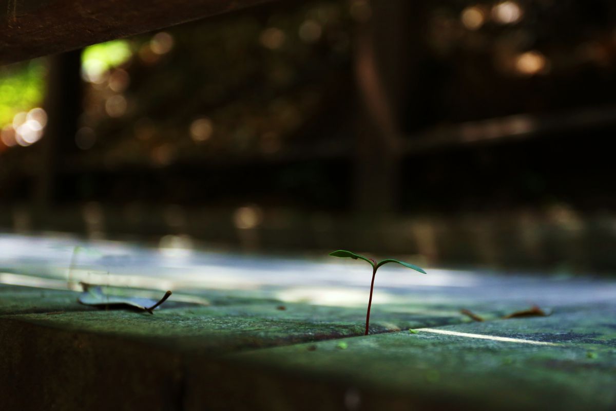 芽が出る | GANREF