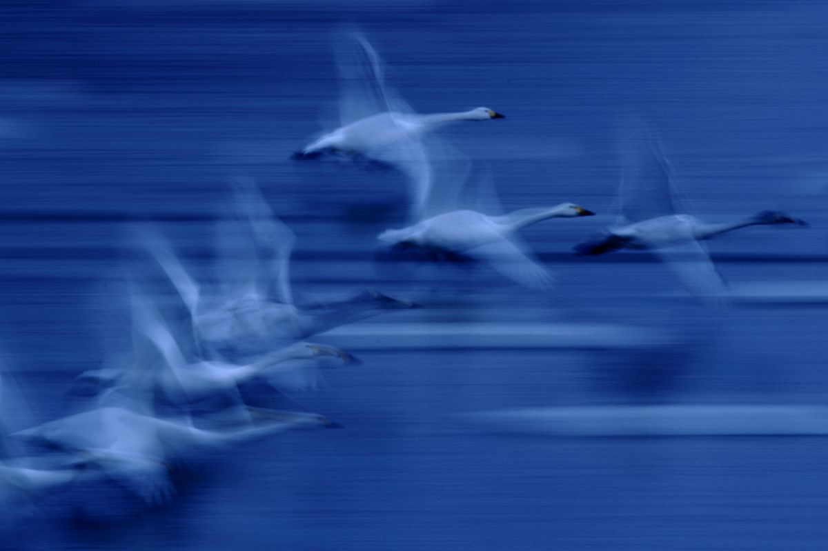 Ready Steady Go! | GANREF