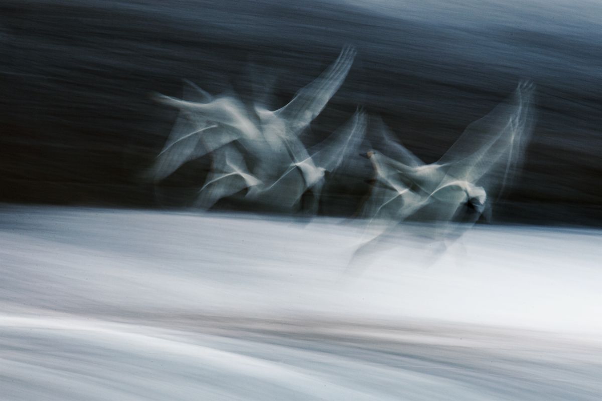 Beauty in motion | GANREF