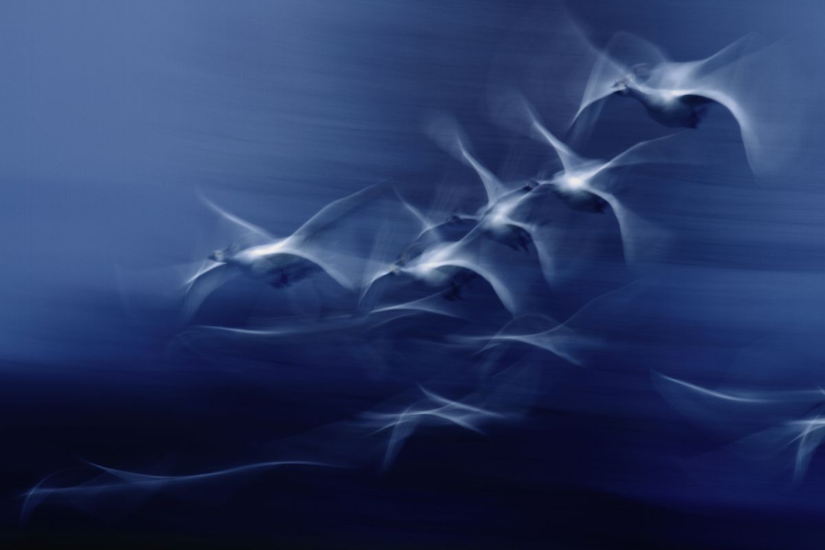 Beauty in motion | GANREF