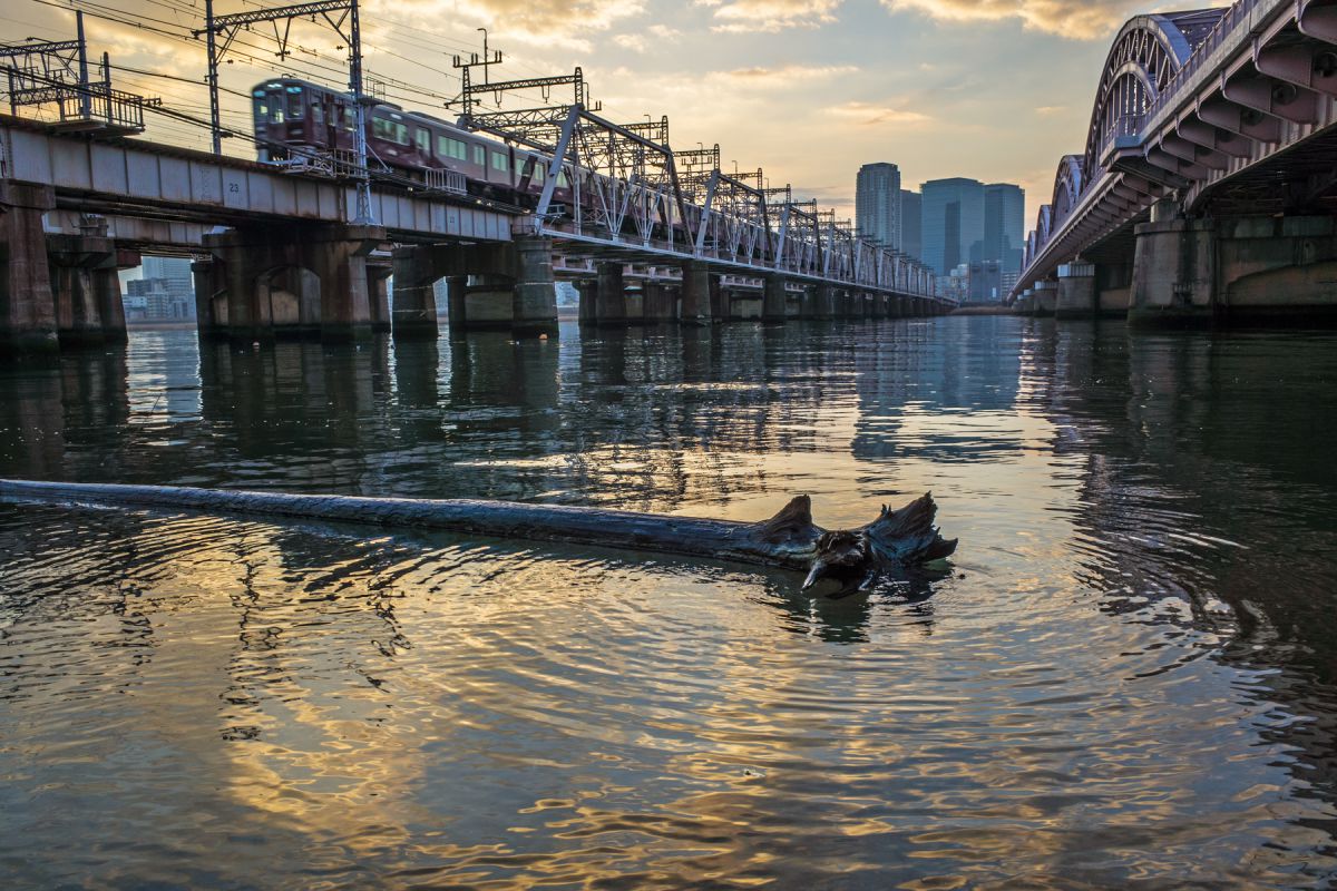 Lone cypress | GANREF