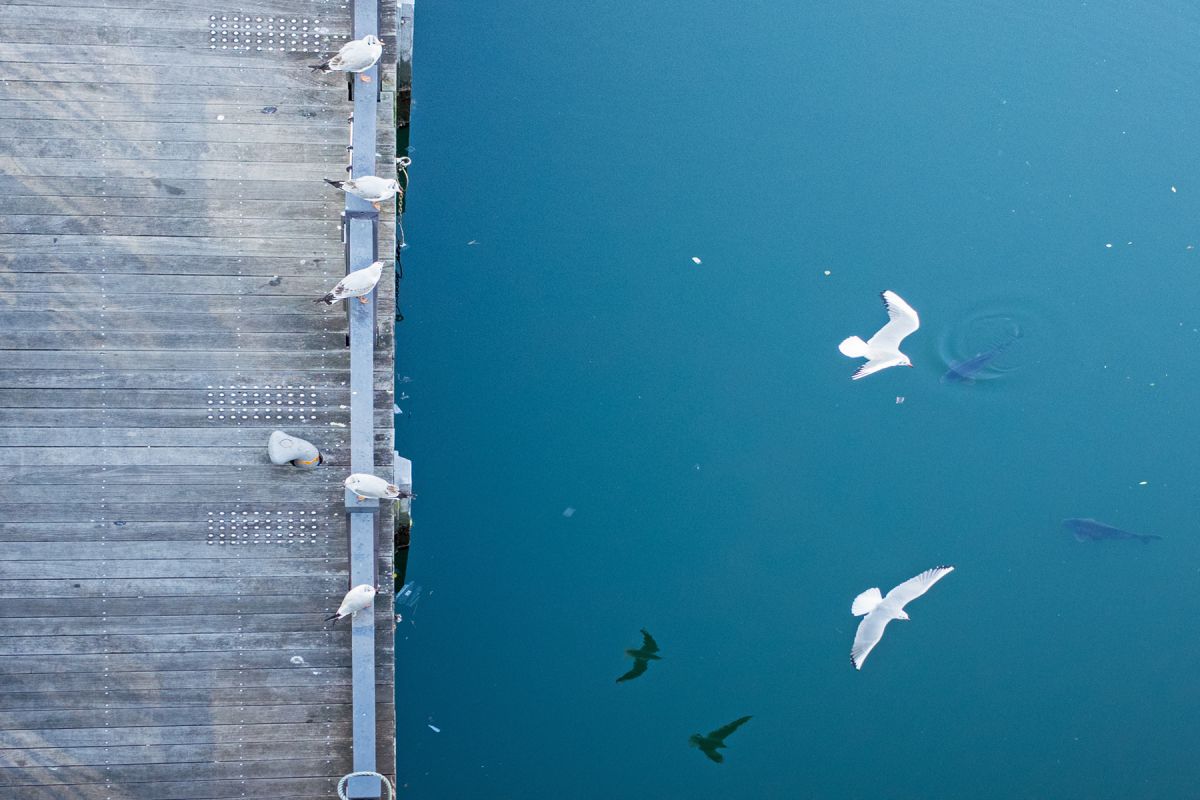 From above... | GANREF