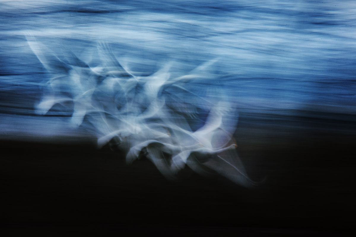 Beauty in motion | GANREF