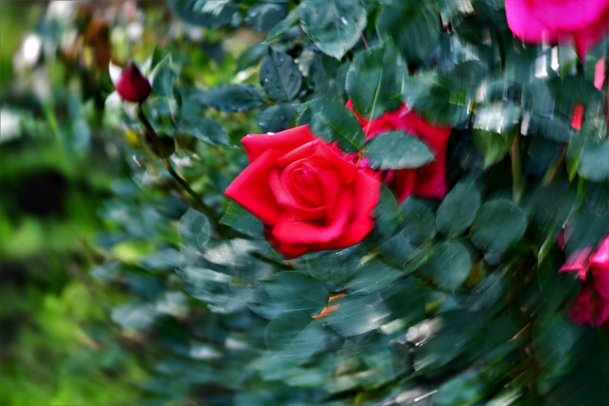 薔薇2018 025 | GANREF