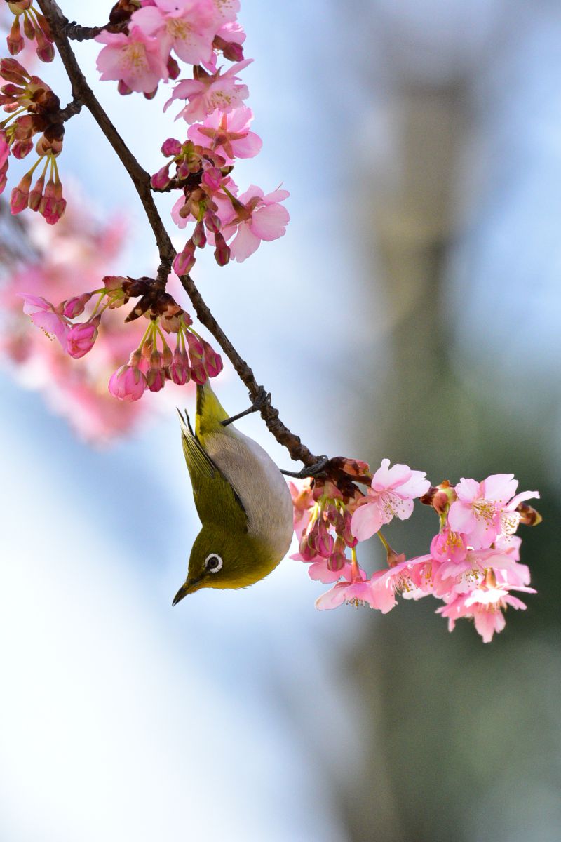 メジロ百態NO28(垂鳥) | GANREF