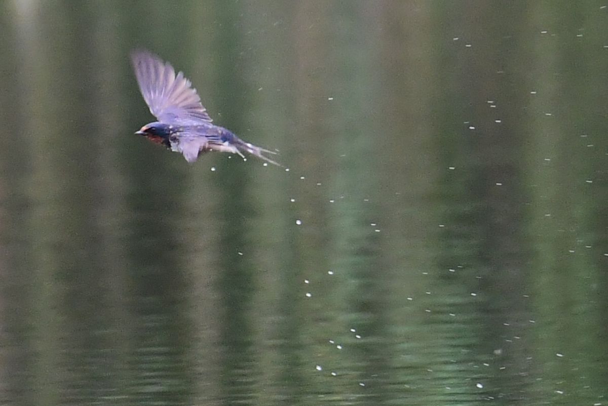 ツバメ012 | GANREF