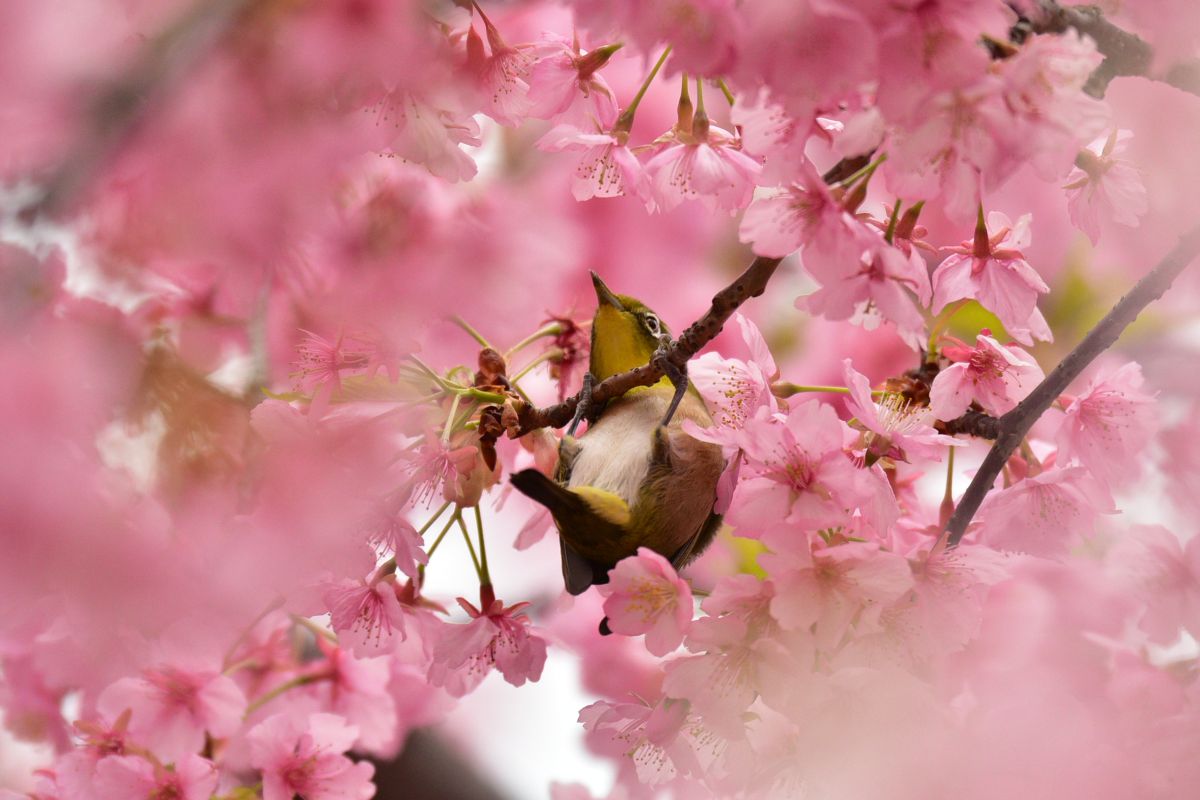 メジロ百態№37（こんな事も） | GANREF