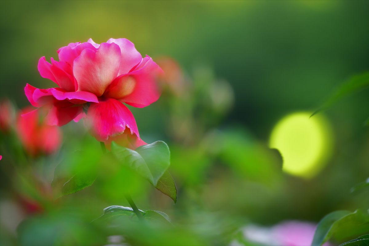 薔薇2018 012 | GANREF