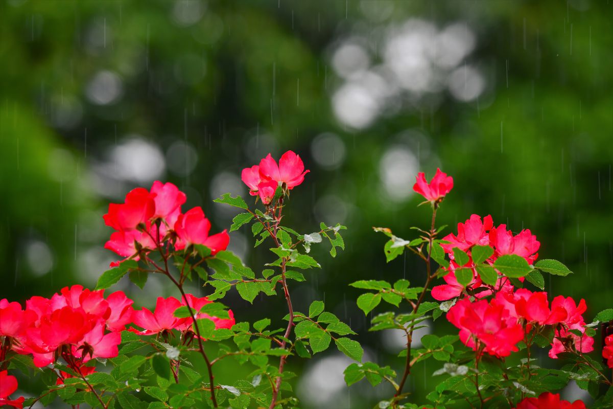 薔薇2018 017 | GANREF