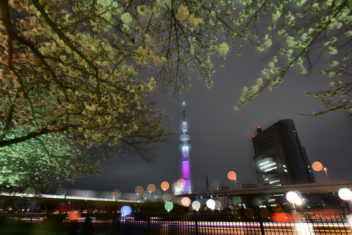 SAKURA＆TREE | GANREF