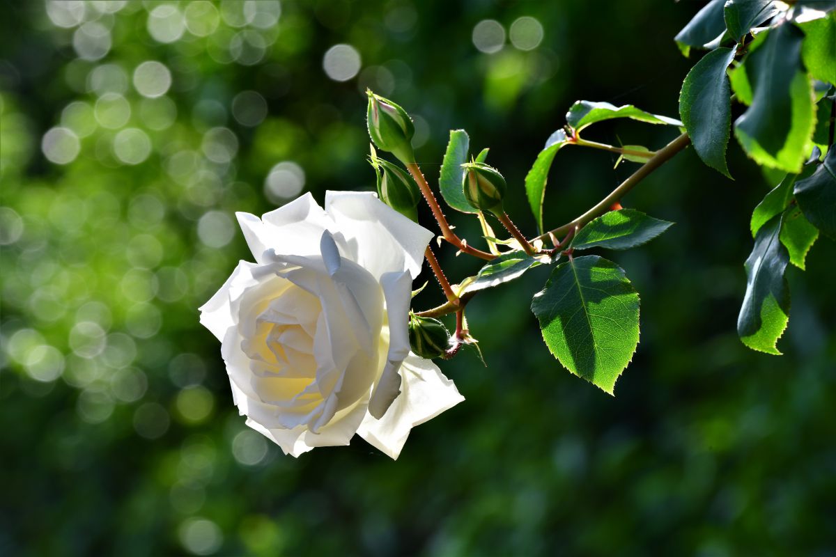 薔薇2018 013 | GANREF