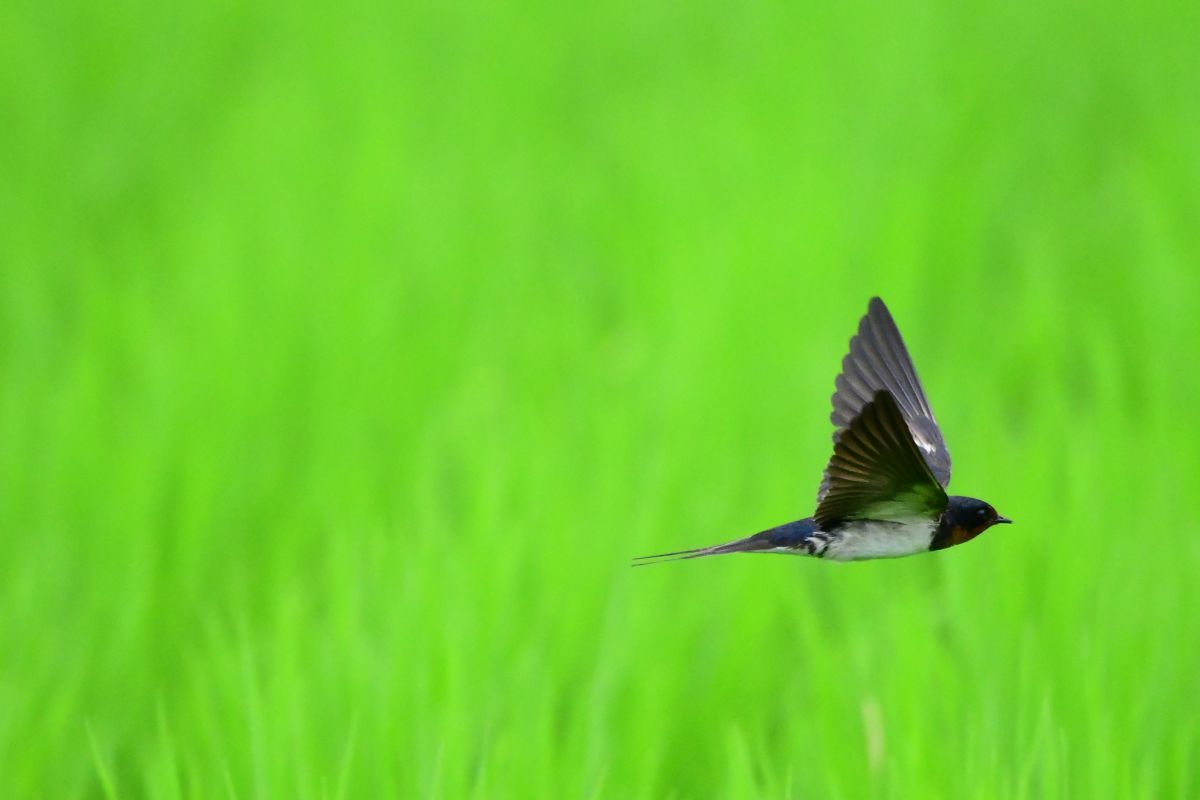 ツバメ020 | GANREF