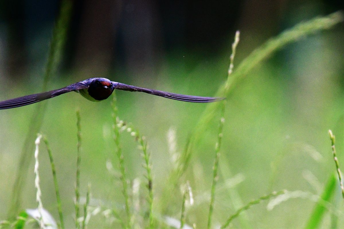 ツバメ058（正面） | GANREF