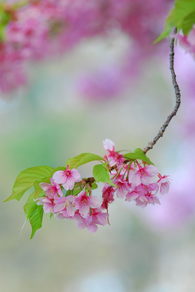 散る時を知る | GANREF