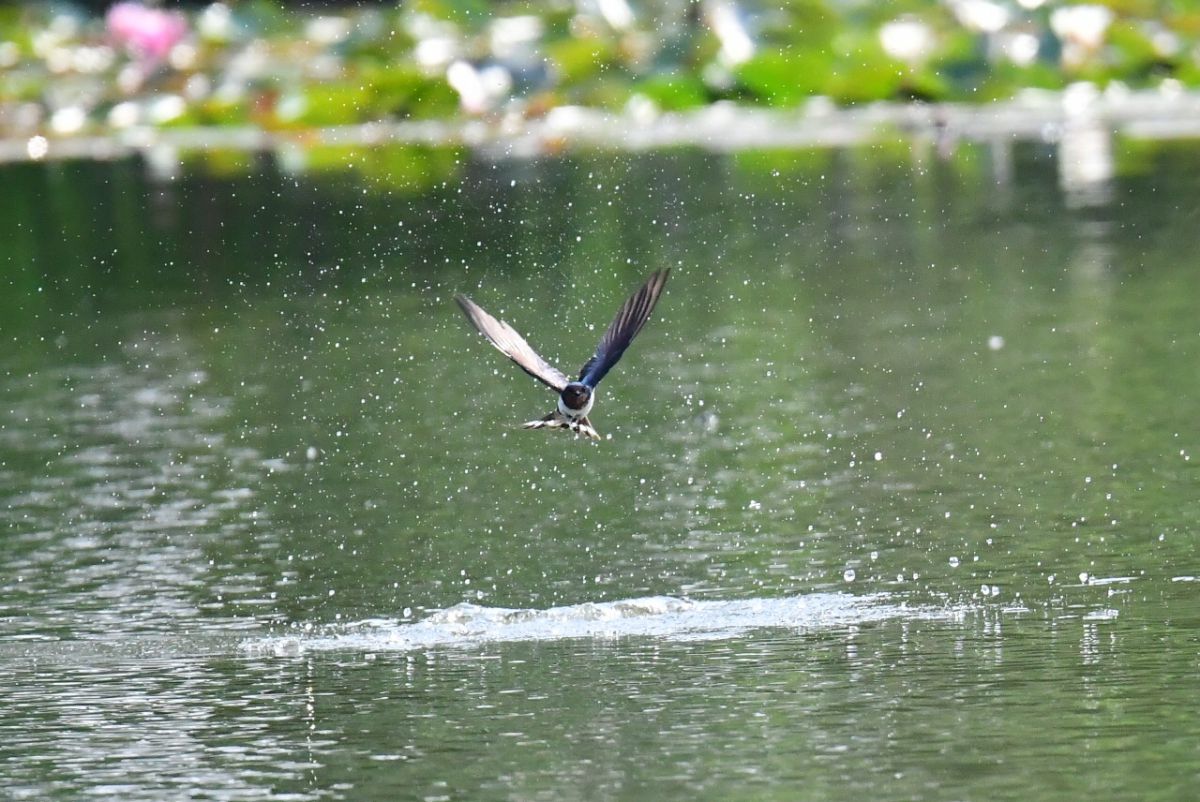 ツバメ004 | GANREF