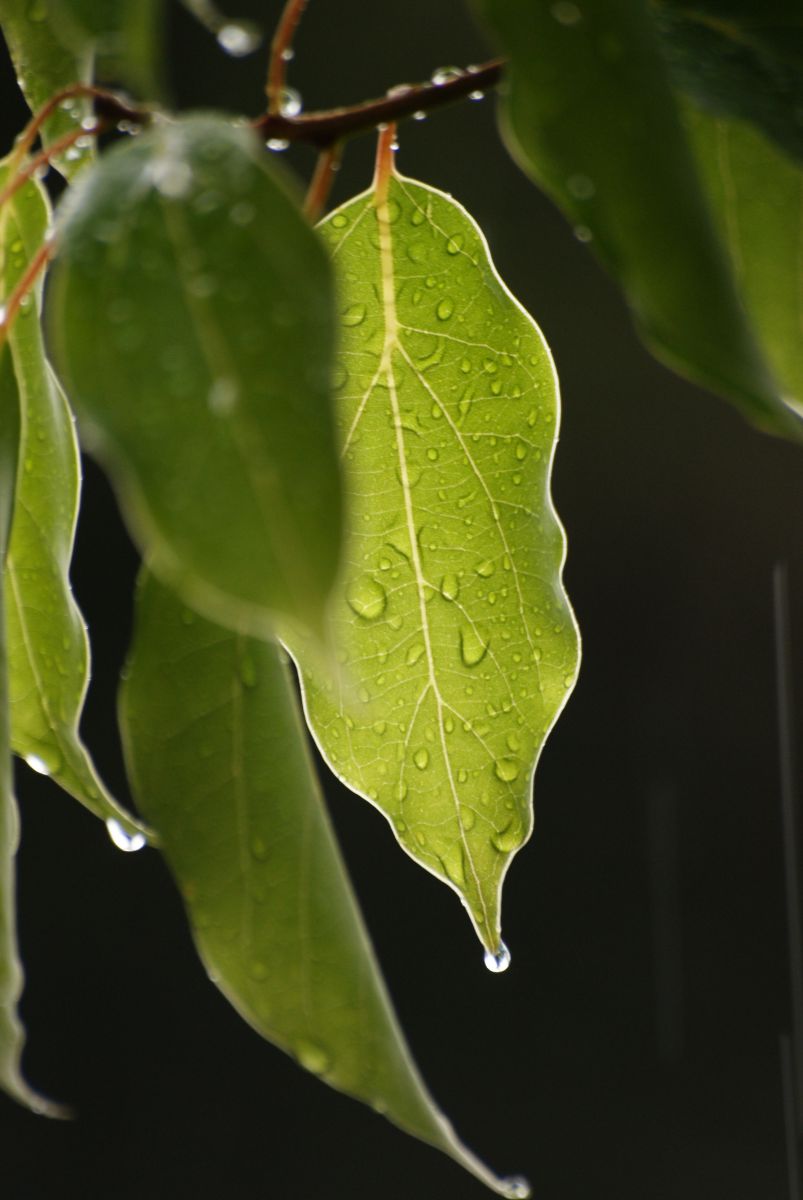 Light Through | GANREF