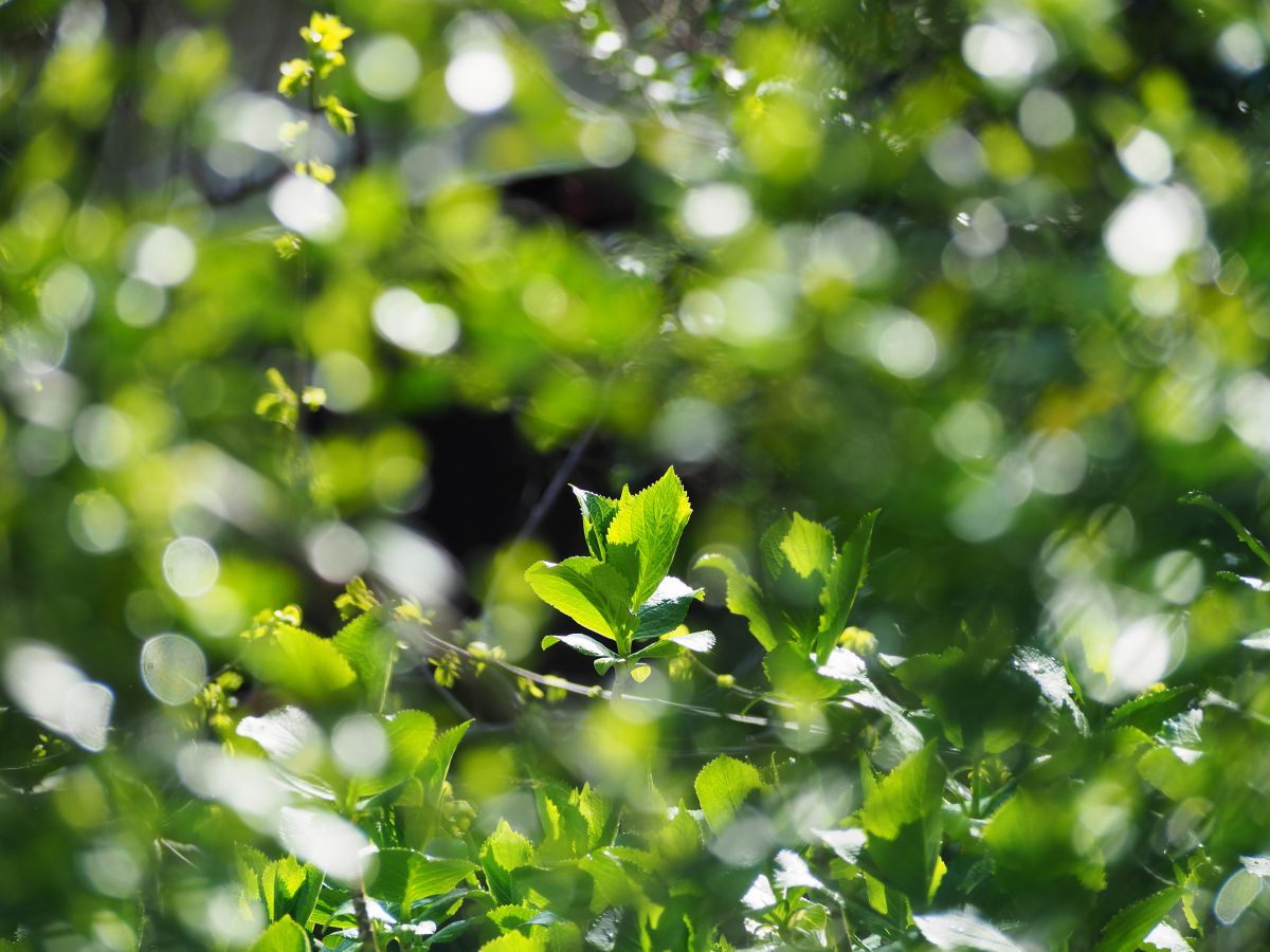 気分爽快 | GANREF