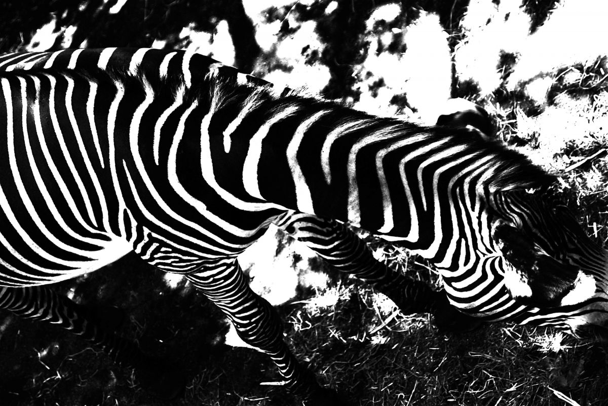 Zebra | GANREF