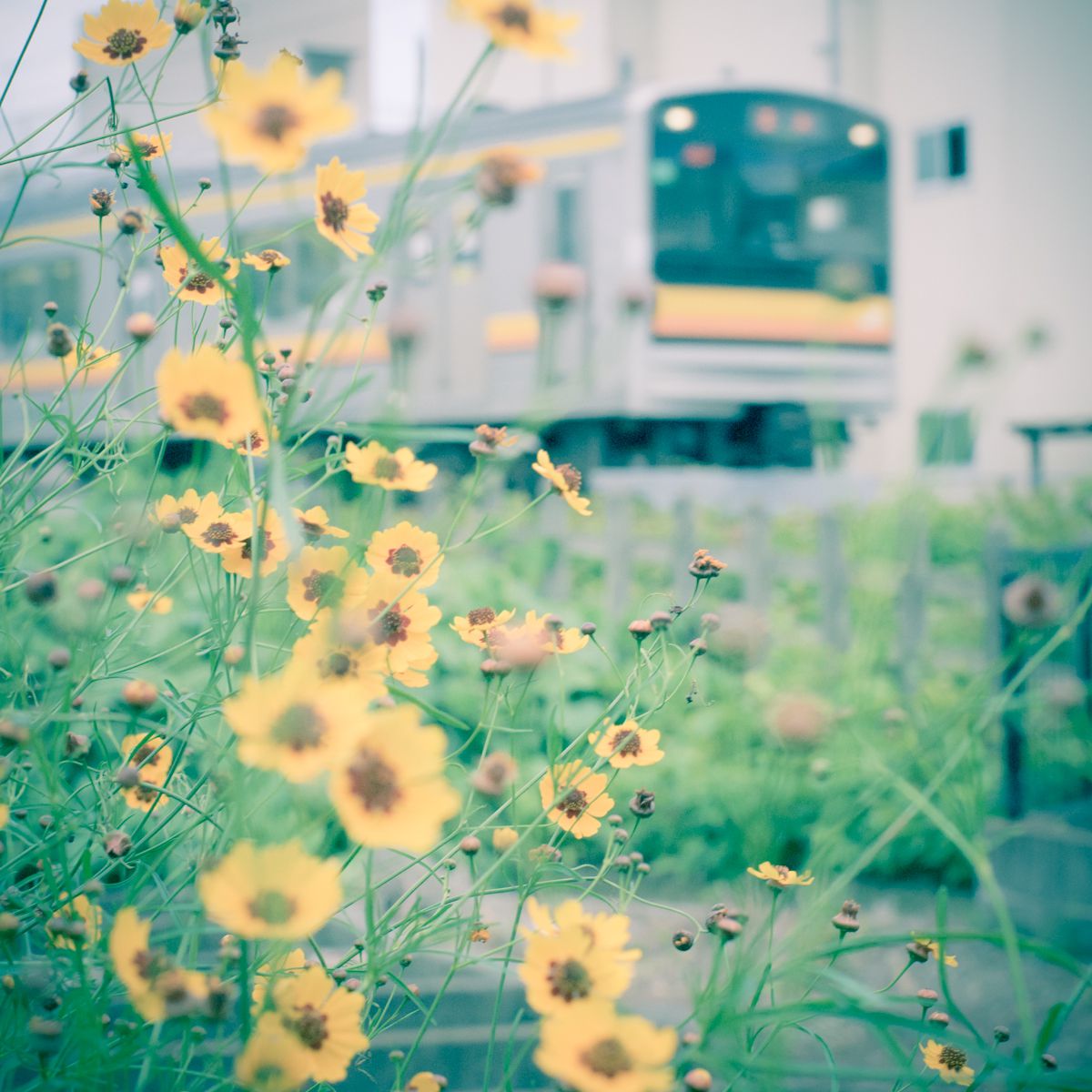 黄色い花と南武線 | GANREF