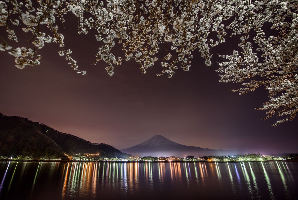 cherry blossoms by night | GANREF